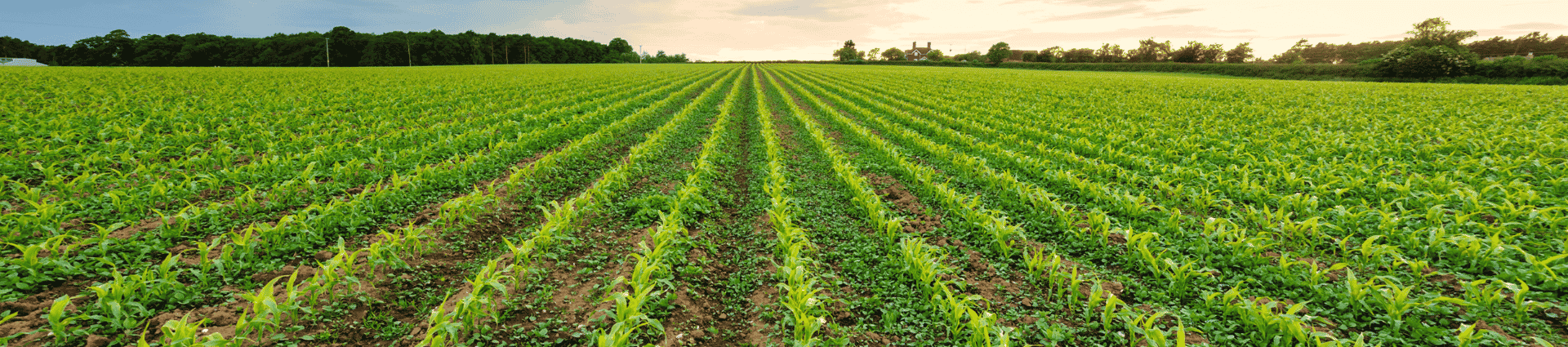 The W. Edwards Deming Institute